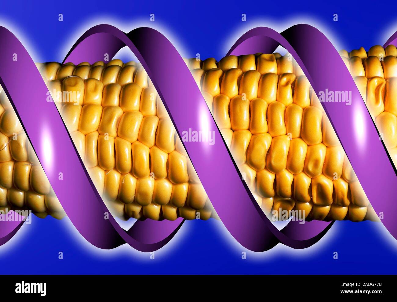 Genetically engineered maize. Conceptual computer illustration of a DNA ...