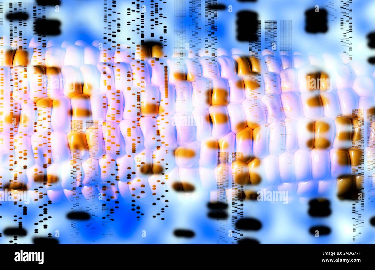 Genetically engineered maize. Conceptual computer illustration of a DNA ...