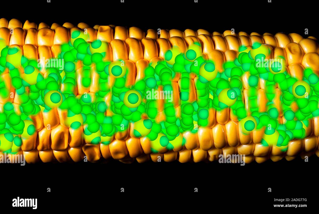 Genetically engineered maize. Conceptual computer illustration of a ...