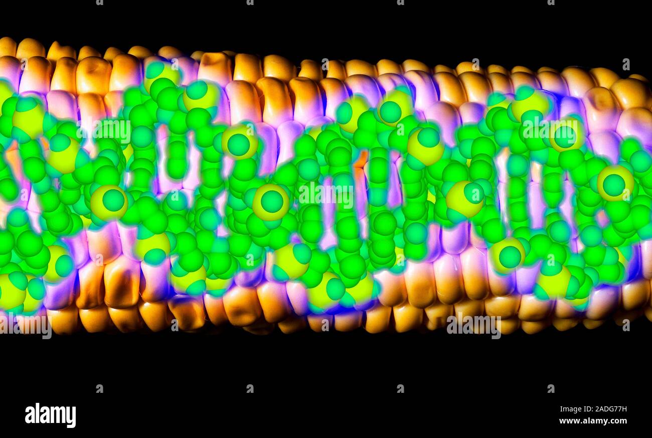 Genetically engineered maize. Conceptual computer illustration of a ...