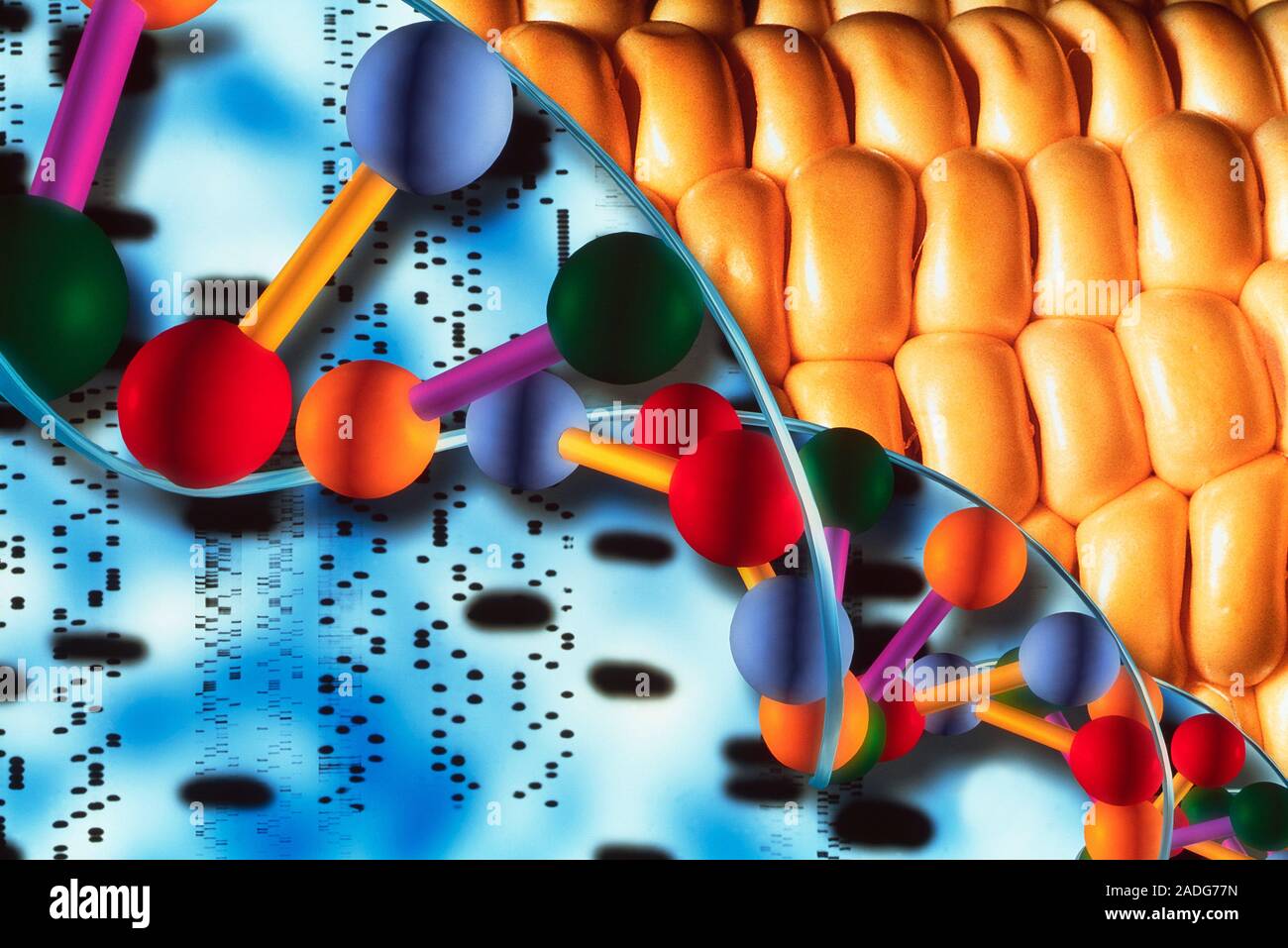 Genetically engineered maize. Conceptual computer illustration of a ...
