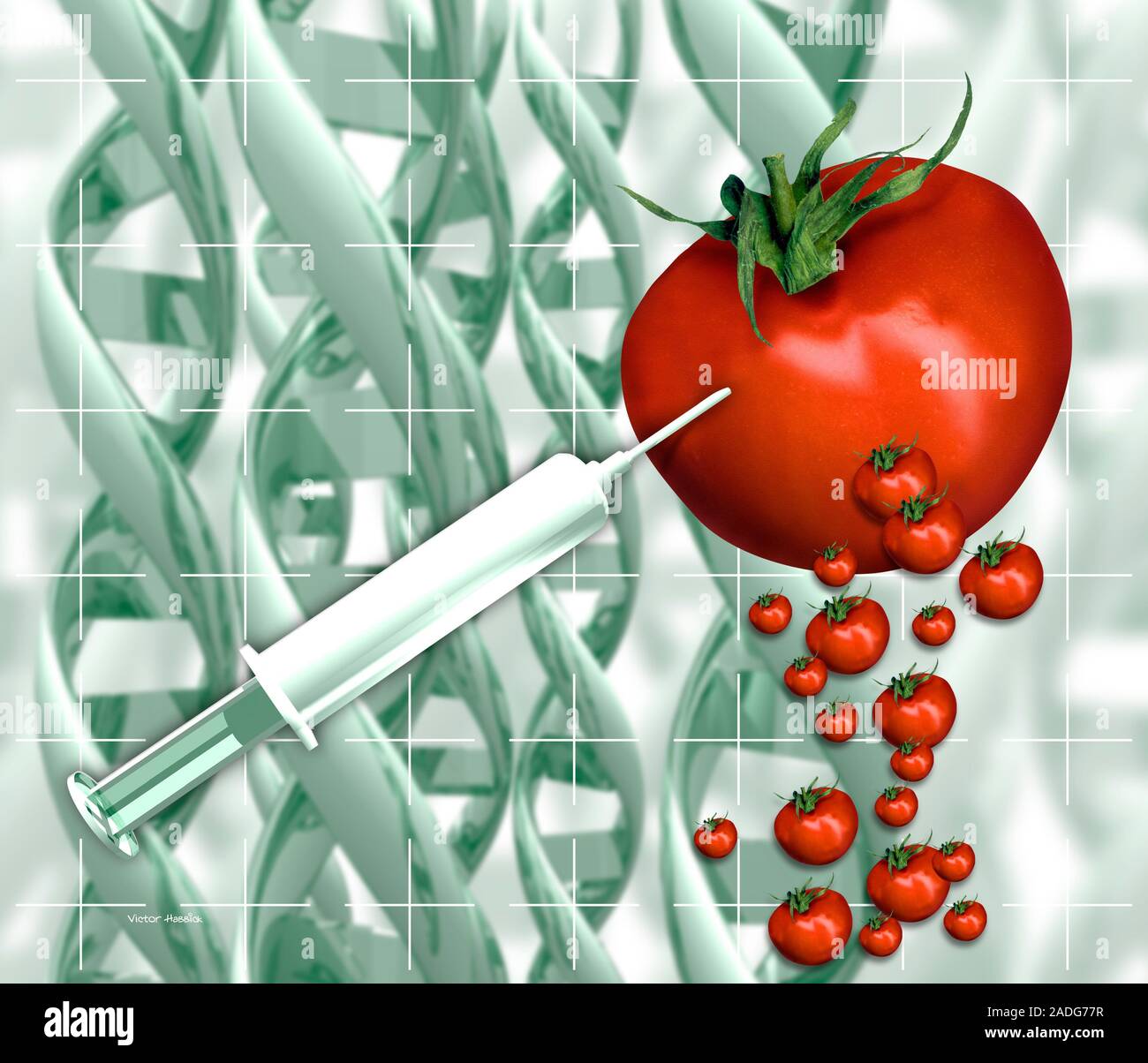 Genetically engineered tomatoes. Conceptual computer illustration of a ...