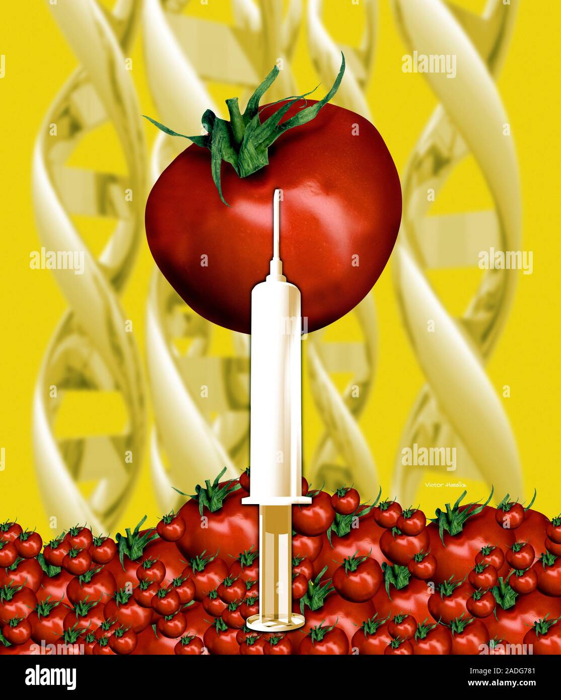 Genetically engineered tomatoes. Conceptual computer illustration of a ...