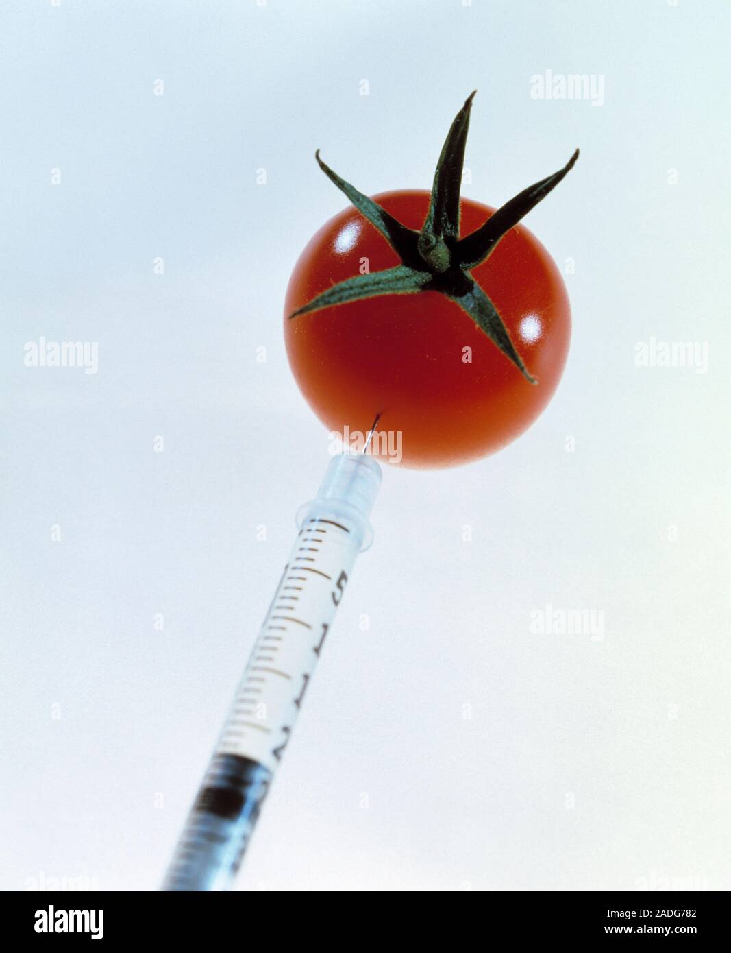 Genetically engineered tomato. Conceptual image representing the ...