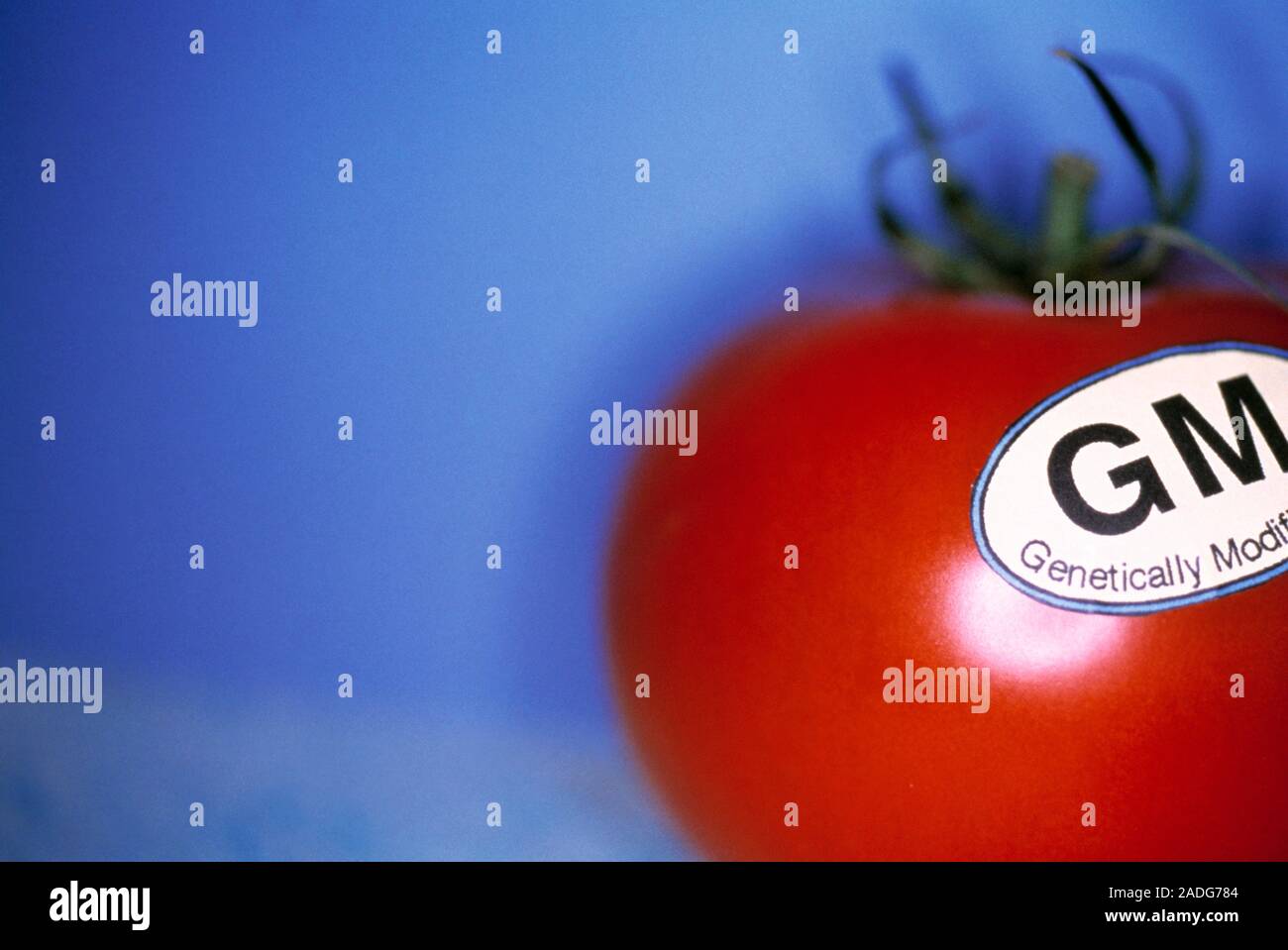 Genetically modified tomato. Conceptual image representing a ...