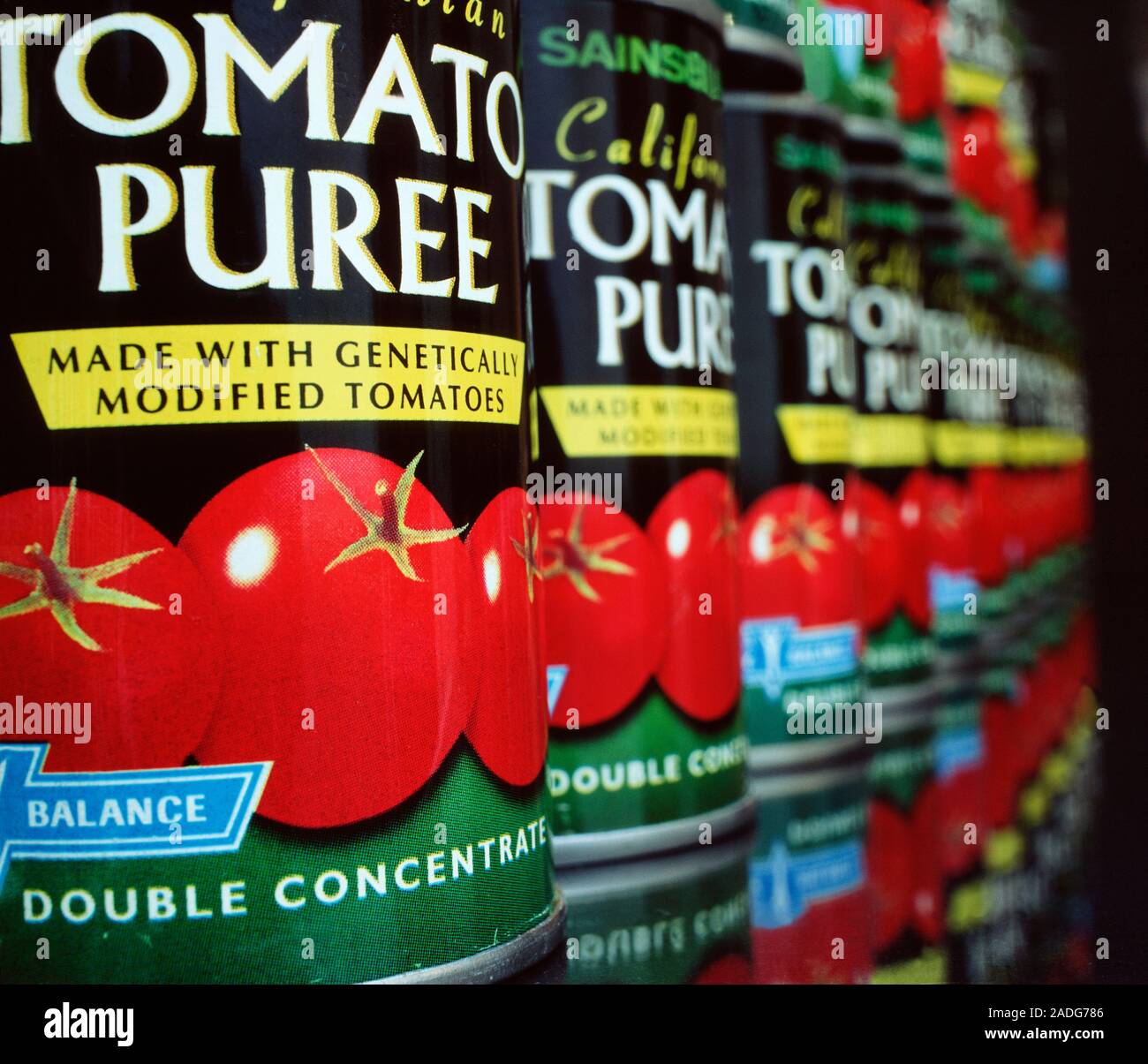 Tinned genetically modified tomato puree. Genetic modification involves ...