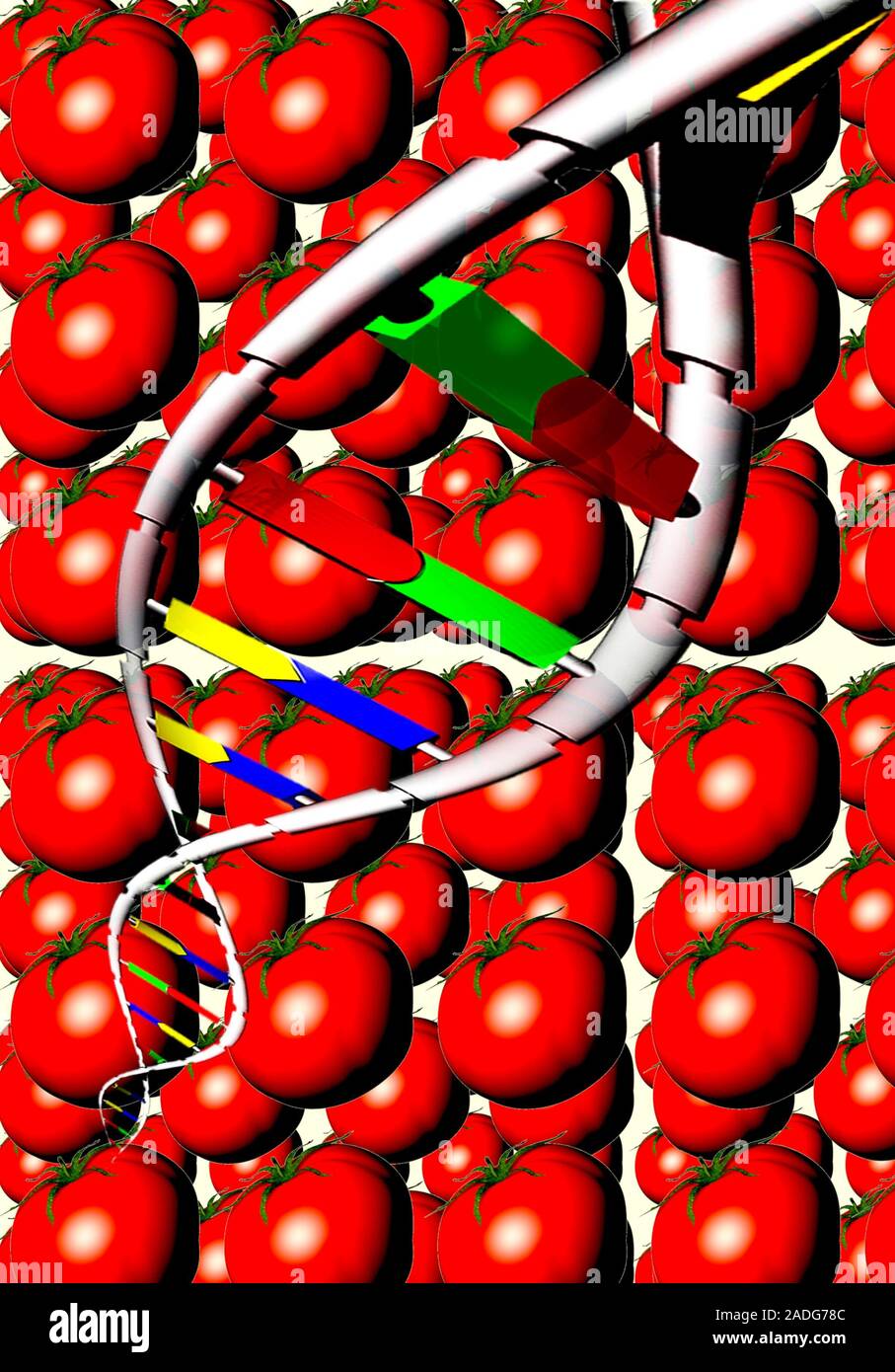 Genetic modification, conceptual computer artwork. Tomatoes overlaid ...
