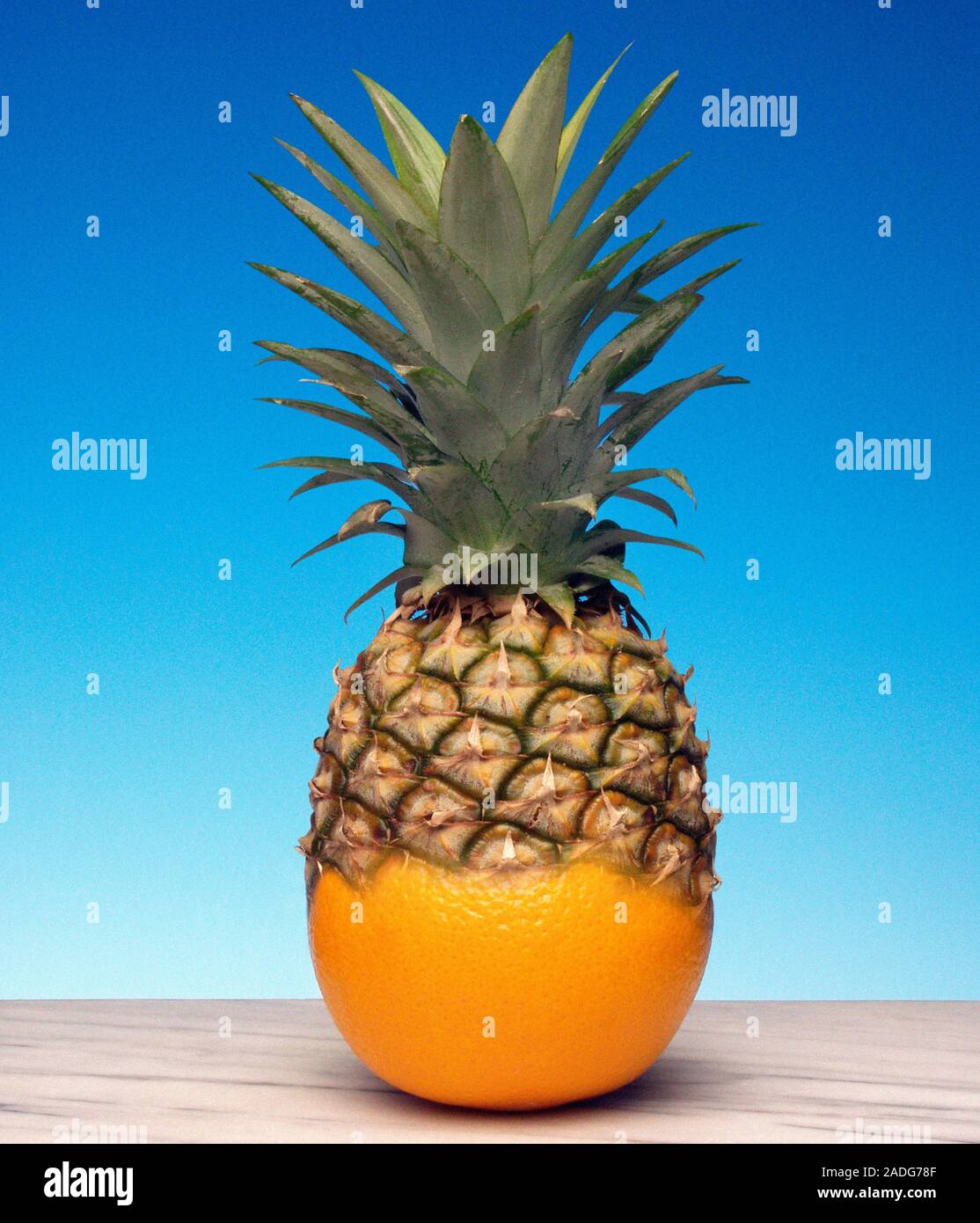 Genetically modified fruit hybrid, conceptual computer artwork. This ...