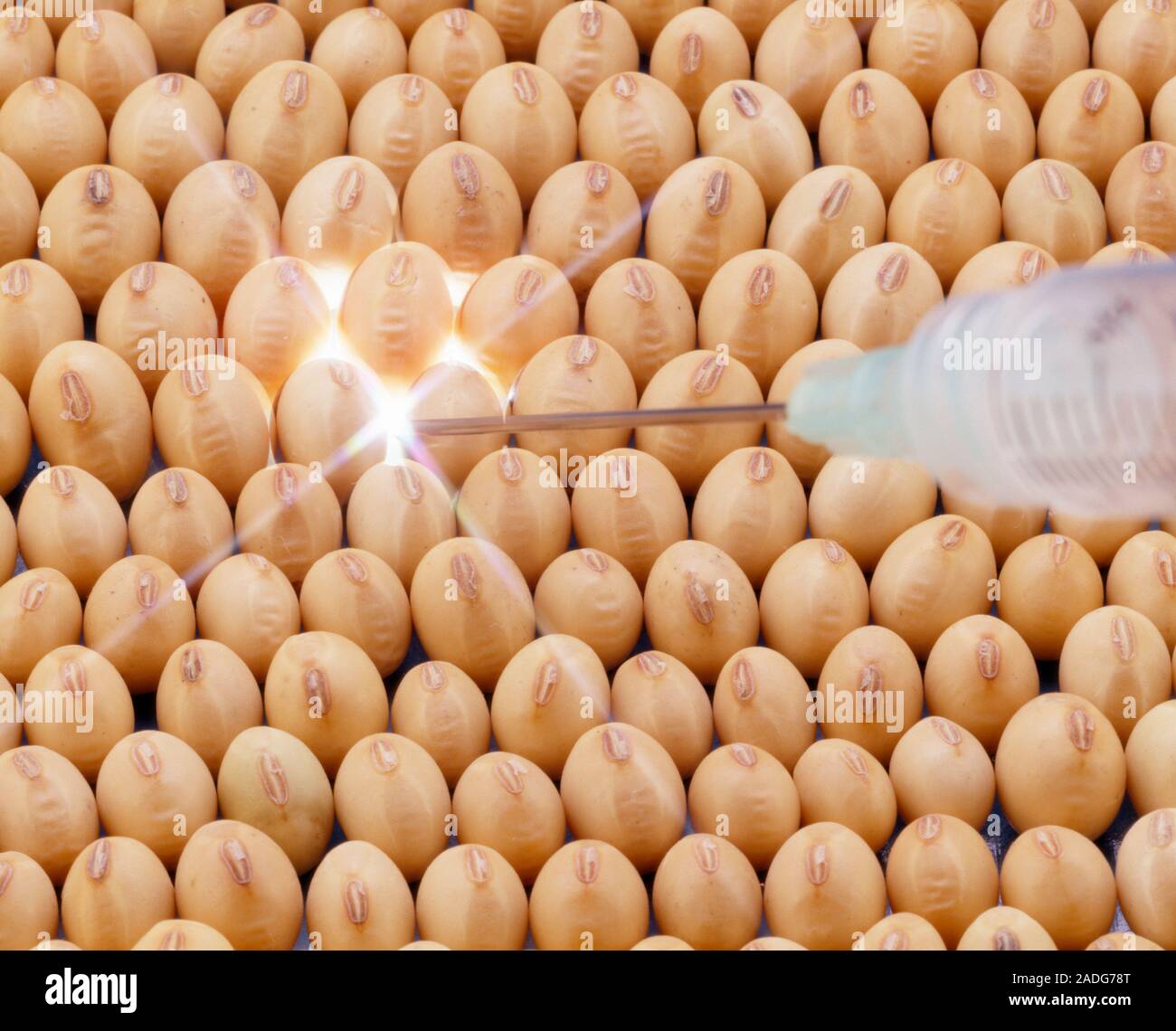 GM soya beans. Conceptual image of genetically modified (GM) soya beans ...