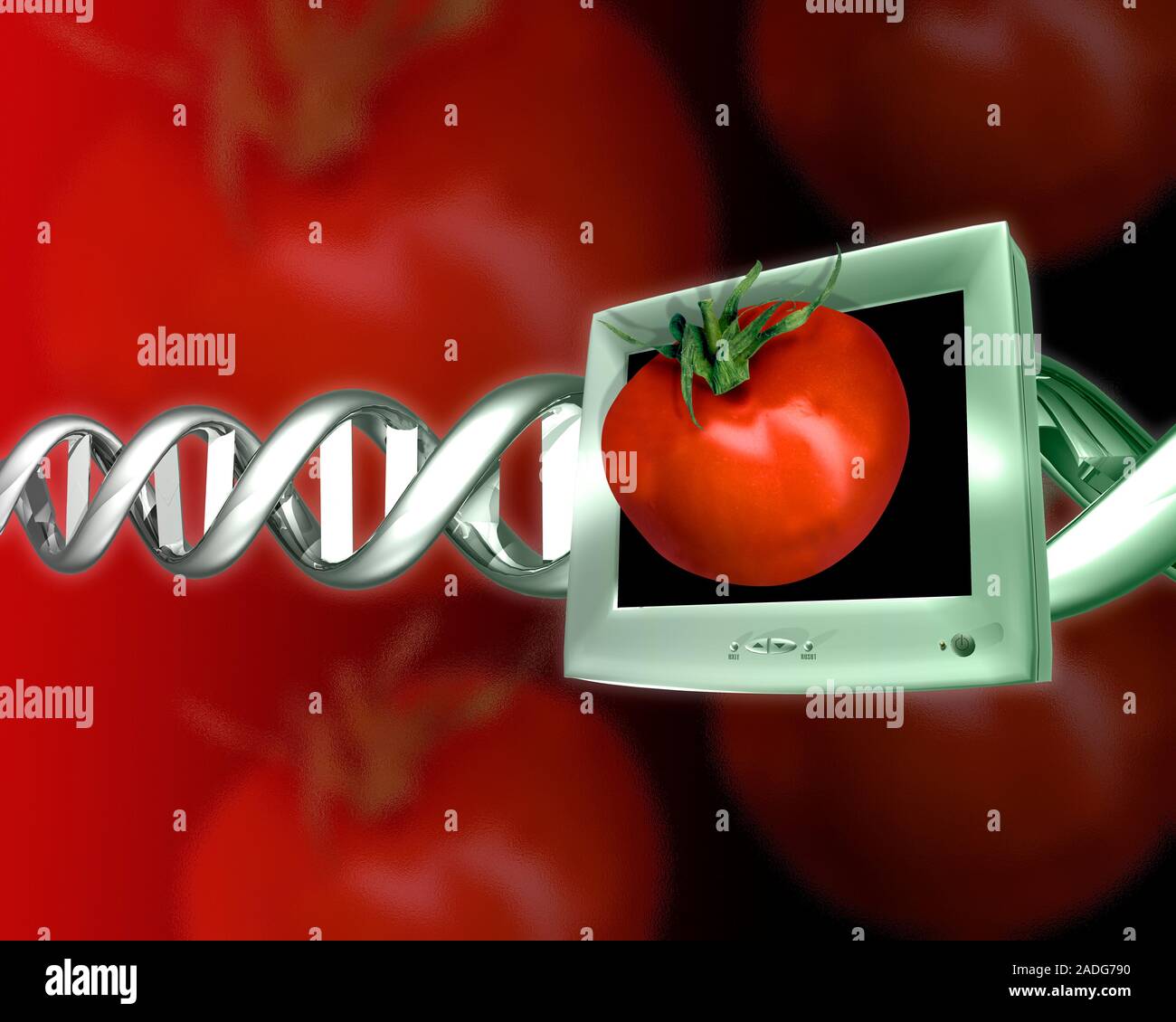 Genetically modified tomato. Conceptual computer artwork of a tomato in ...