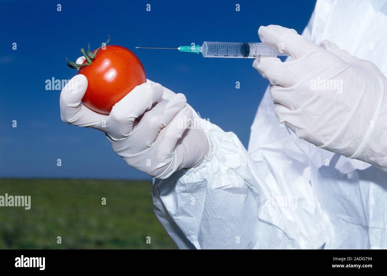 Genetically engineered tomato. Conceptual image of a scientist ...