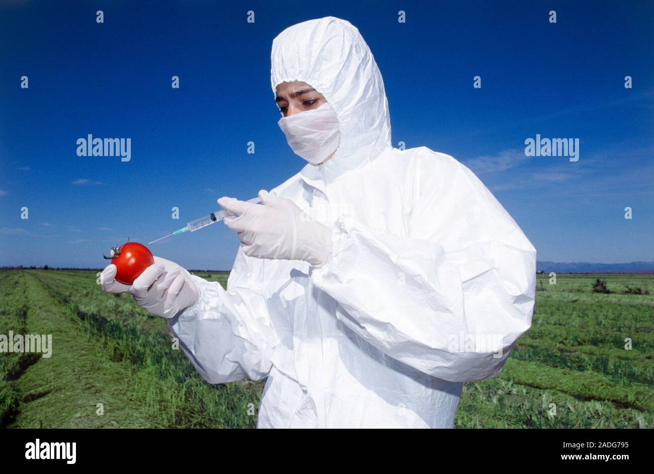 Genetically engineered tomato. Conceptual image of a scientist ...