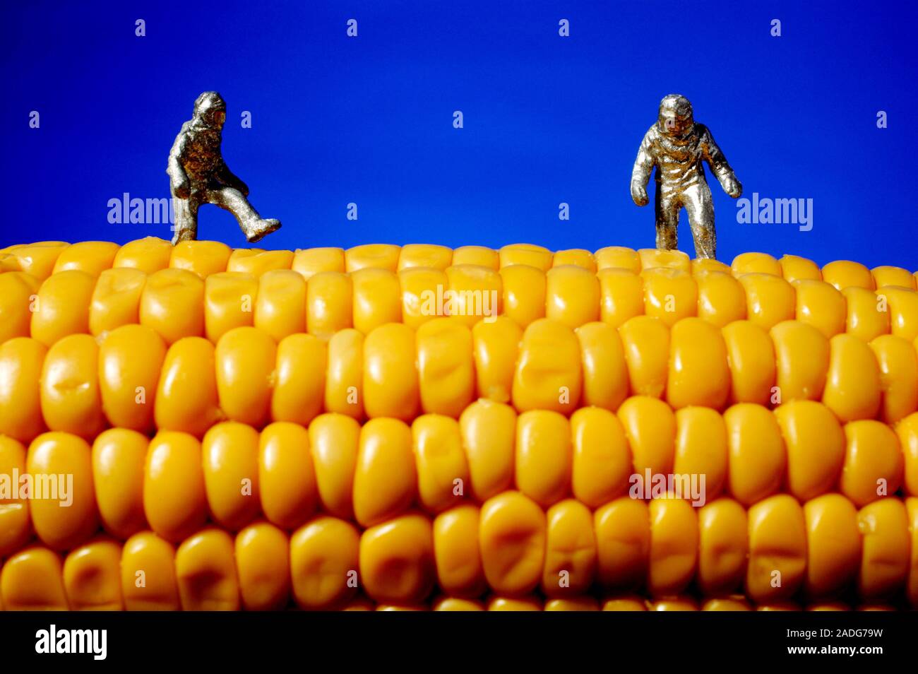 Genetically modified sweetcorn. Conceptual image of plastic figures ...