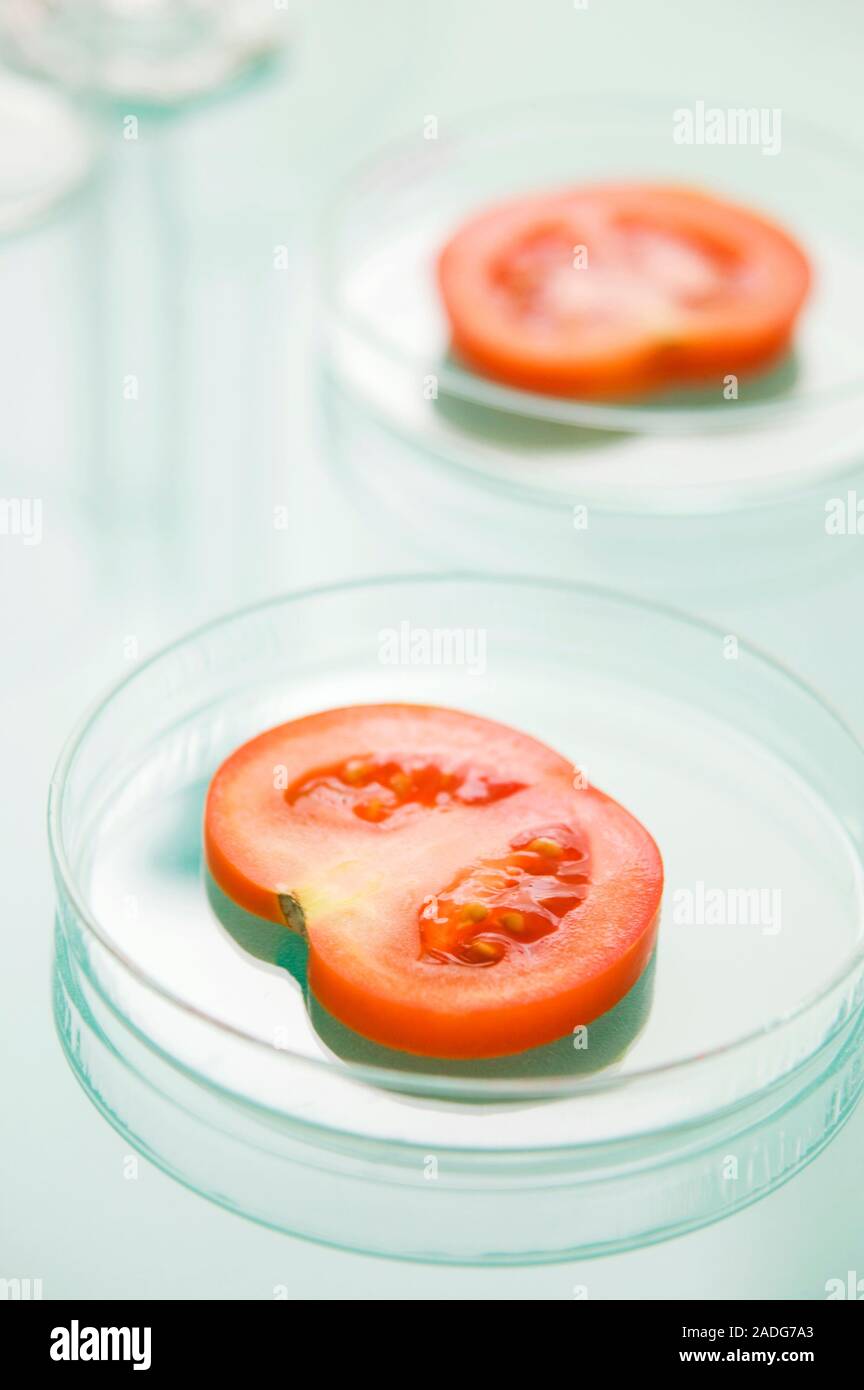Genetic modification of tomatoes. Conceptual image of slices of ...