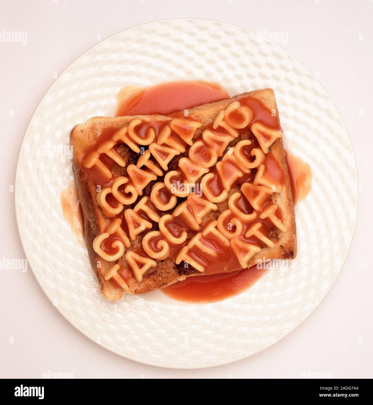 GM food. Conceptual image of the genetic modification of food, showing ...