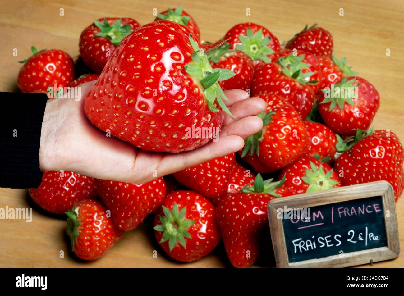 GM strawberries. Conceptual image of genetically modified (GM ...