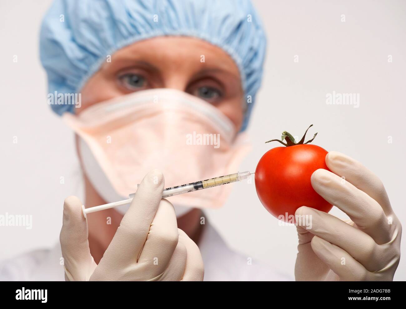 MODEL RELEASED. Genetically engineered tomato. Scientist injecting ...