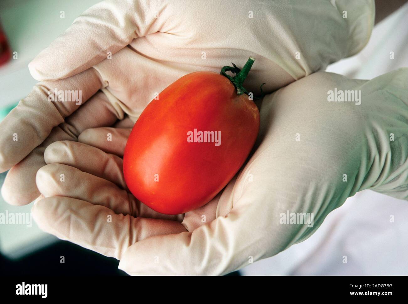 GM seedless tomato. Researcher holding a transgenic seedless tomato. A ...