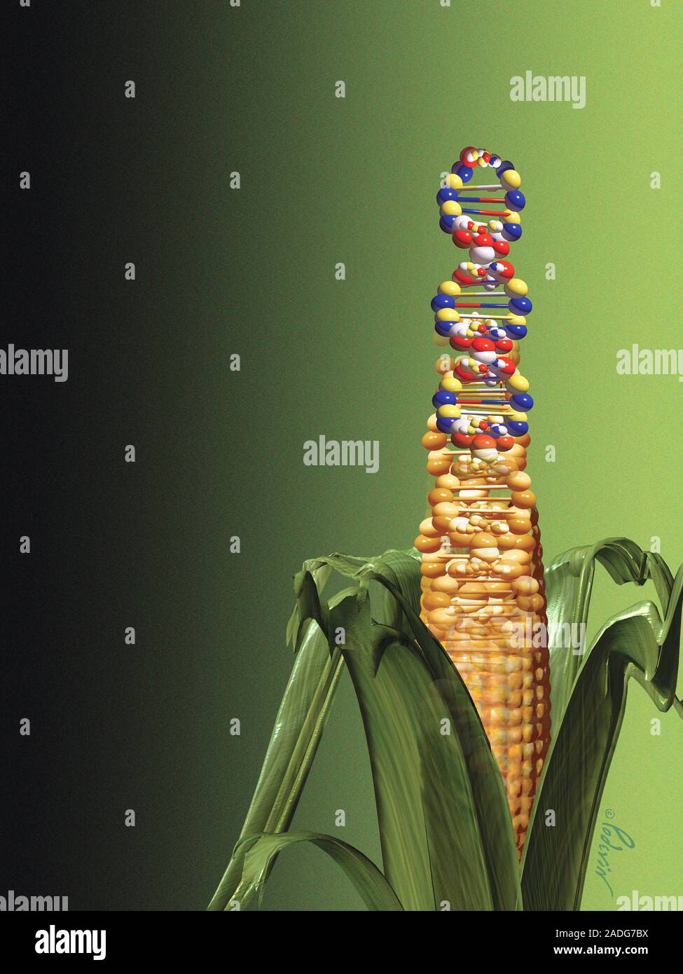 Genetically modified food, conceptual computer artwork. Genetic ...