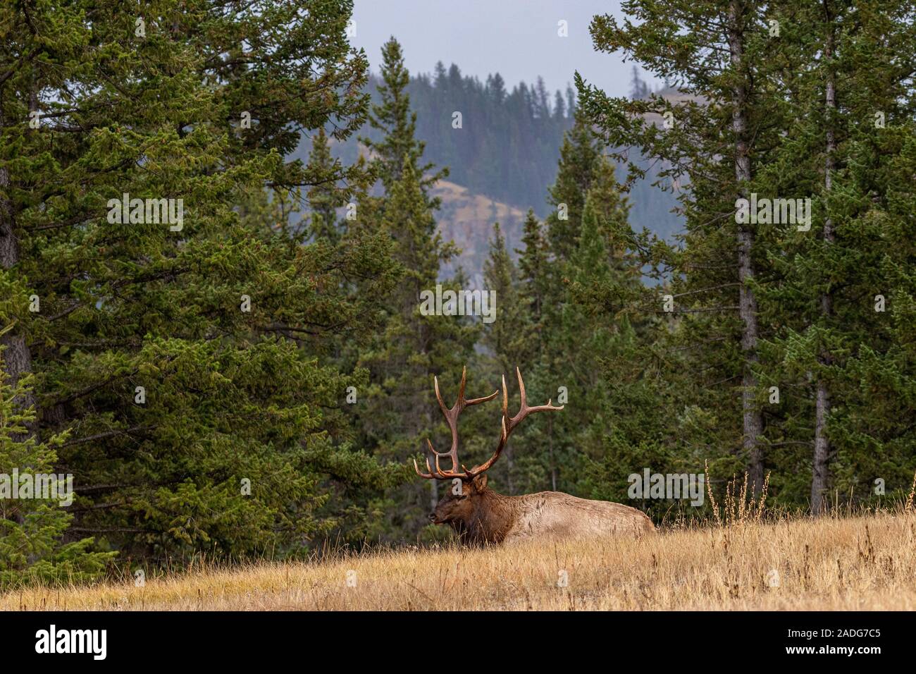 Elk deer in their natural habitat in Canada Stock Photo - Alamy
