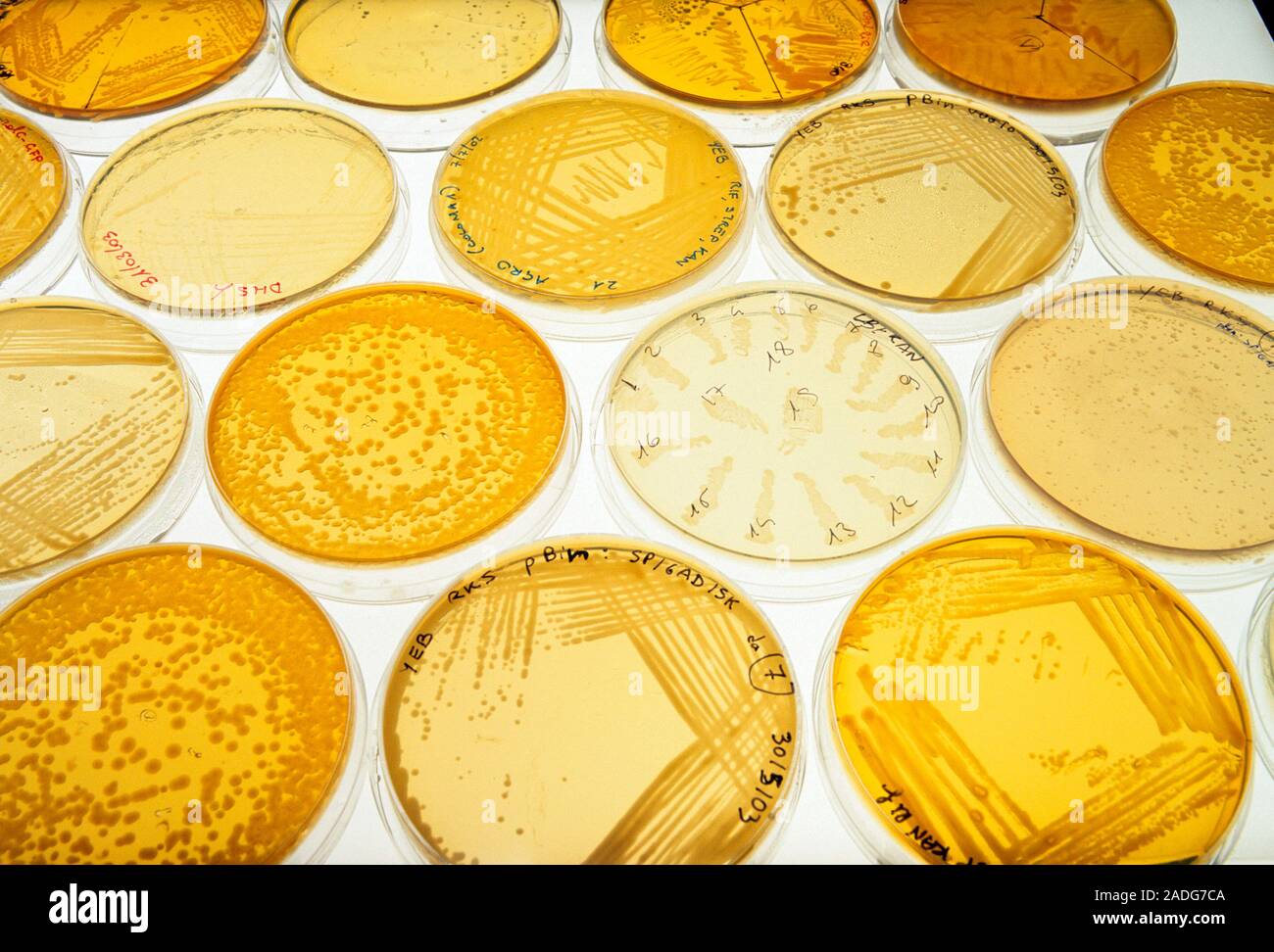 GM bacterial cultures on a light box. The bacteria have been ...