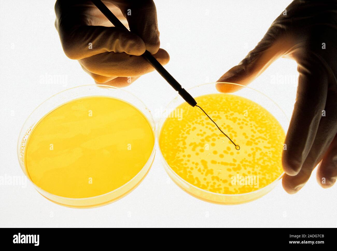 GM bacterial cultures. Researcher using a loop to transfer bacteria to ...
