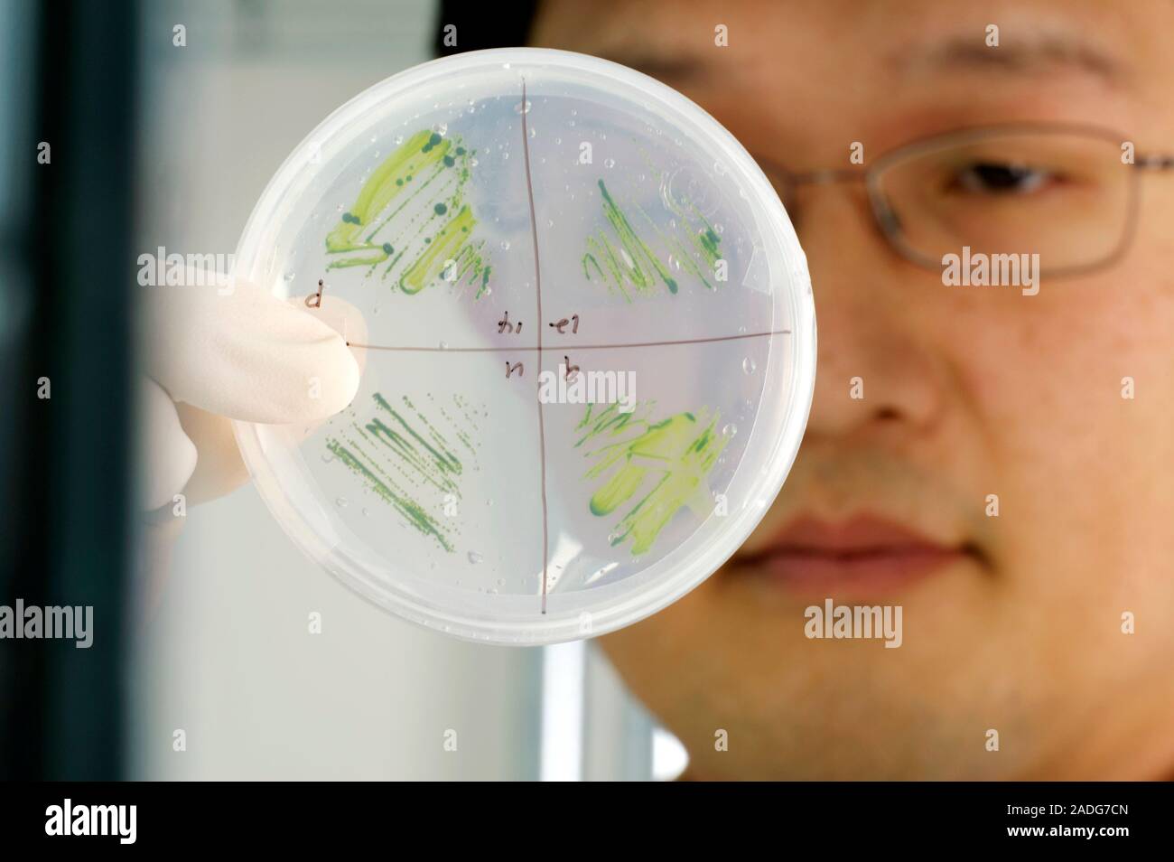 Algae research. Researcher from Solazyme Inc., USA, examining a petri ...