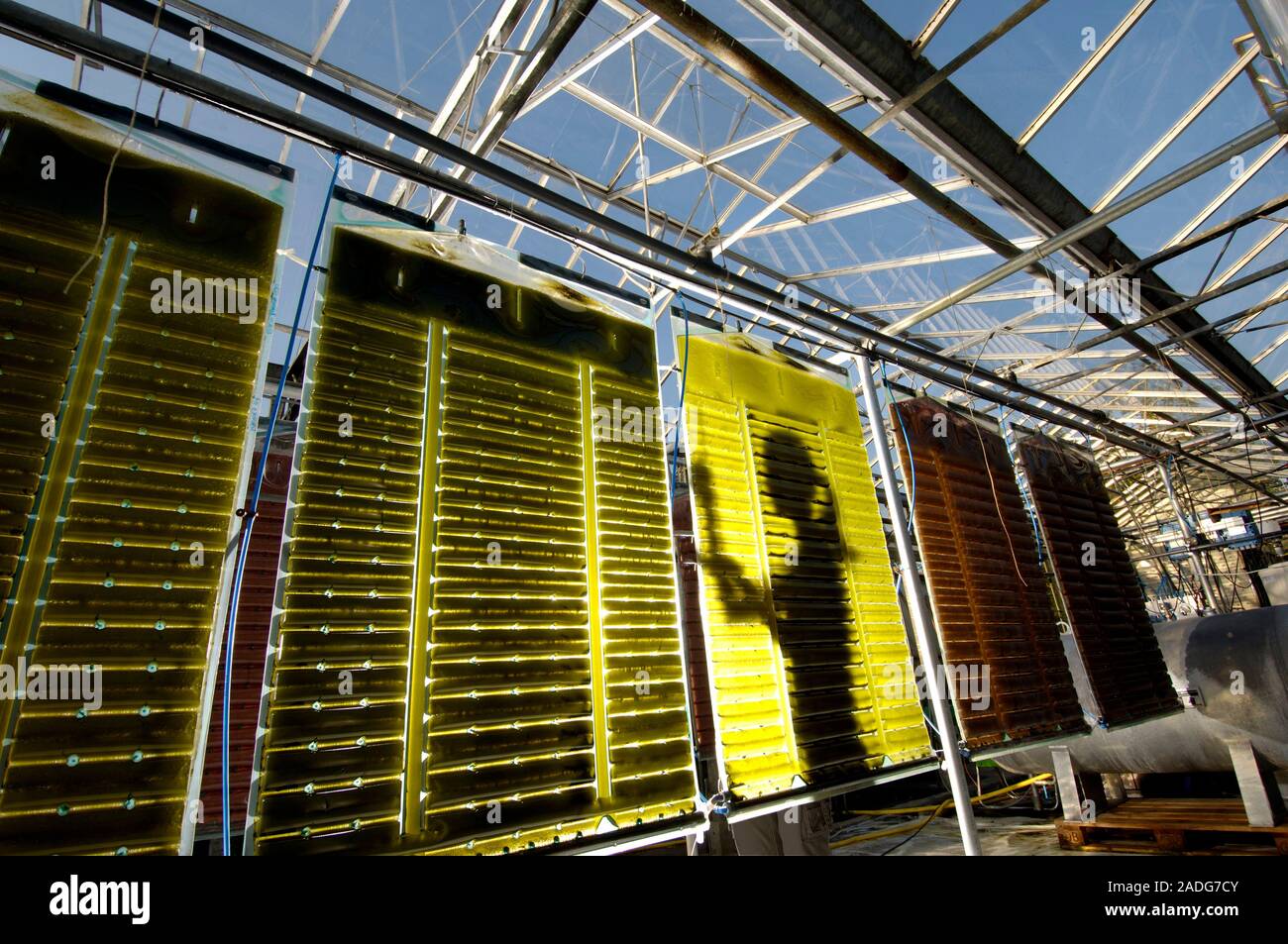 Algae growing in a photobioreactor with a researcher's shadow. Algae ...
