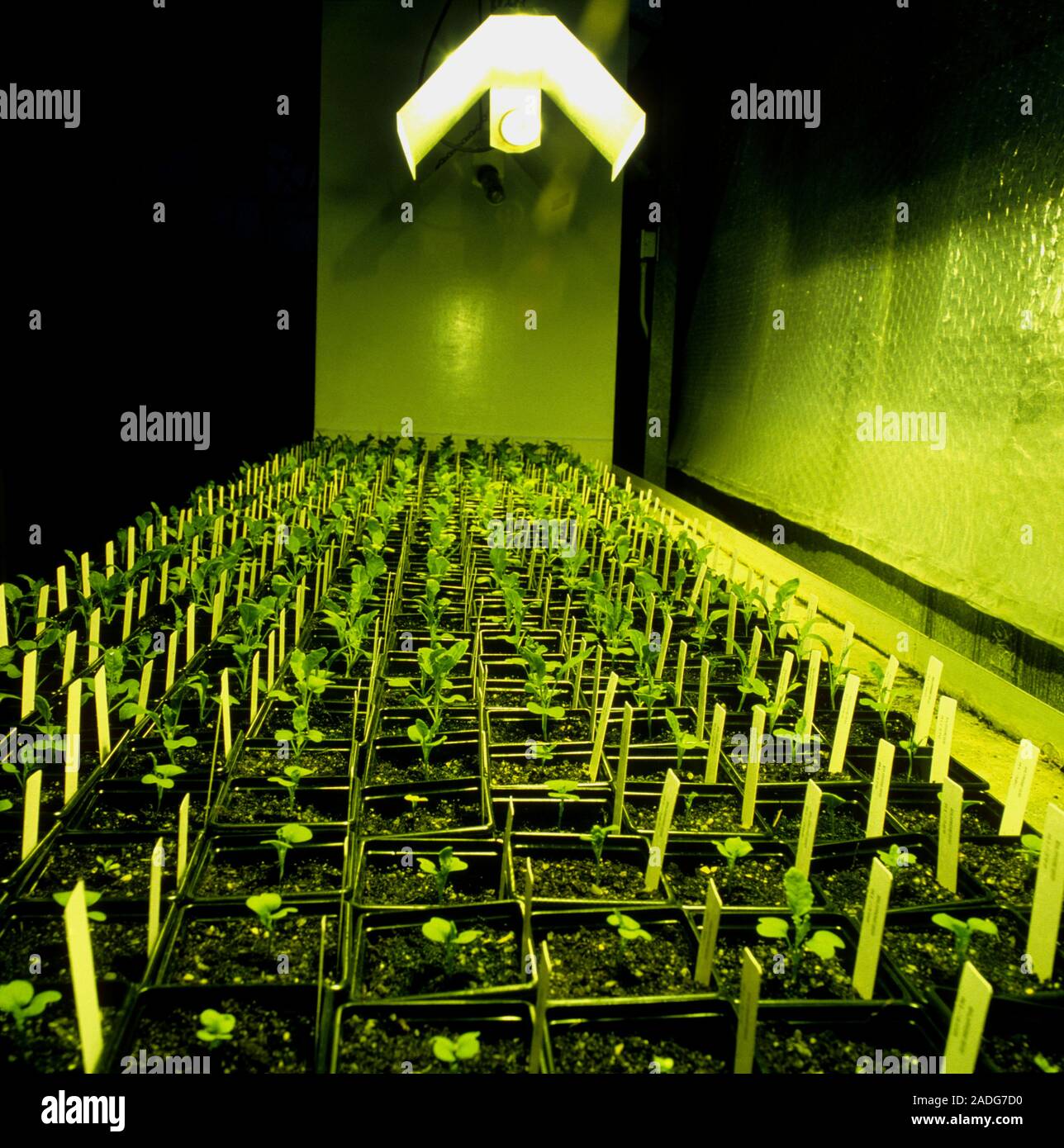 Cultivation of the turnip plant, Brassica campestris, in glass house ...