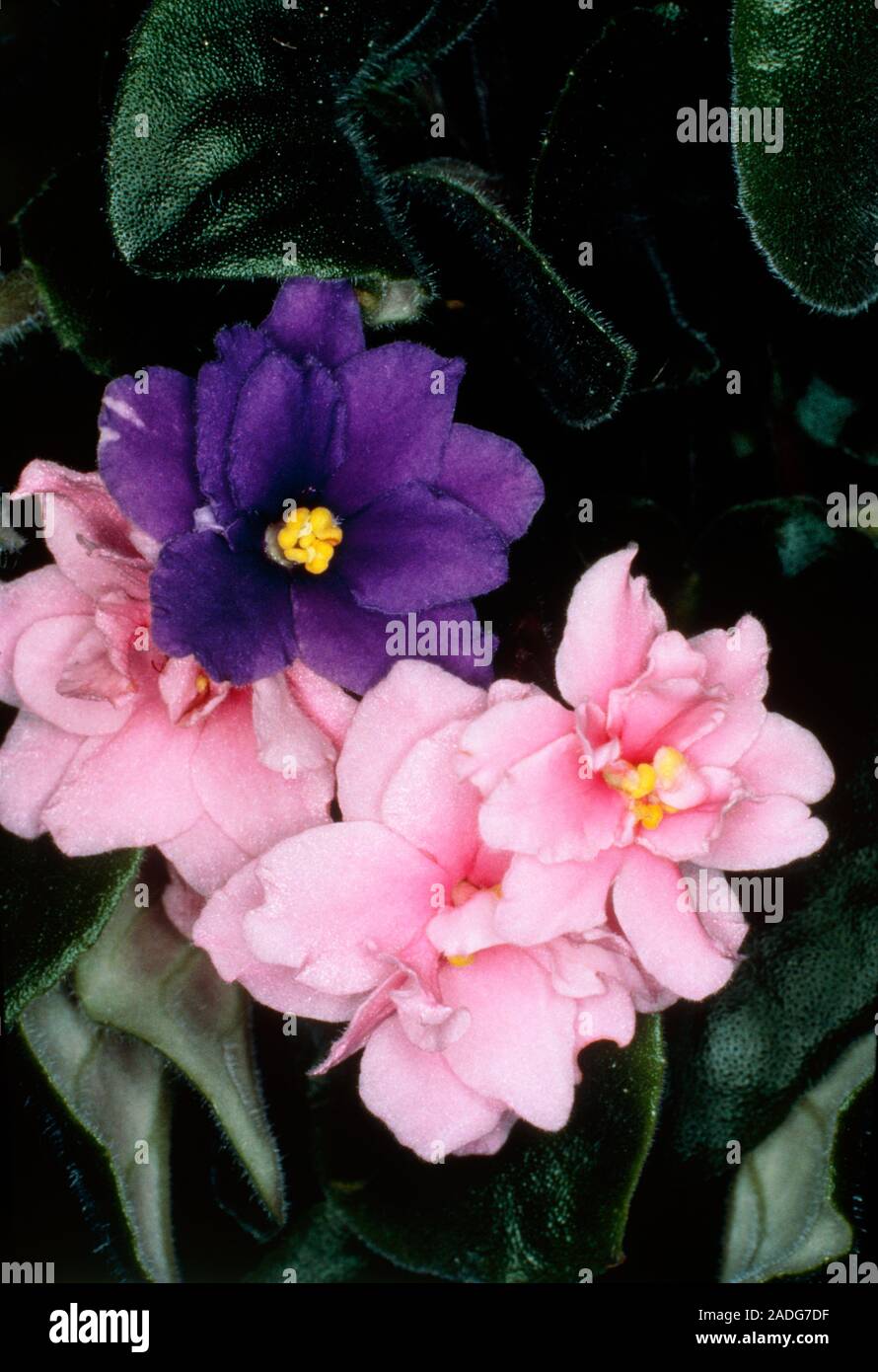 Flower of an African violet Saintpaulia ionantha, which contains a ...