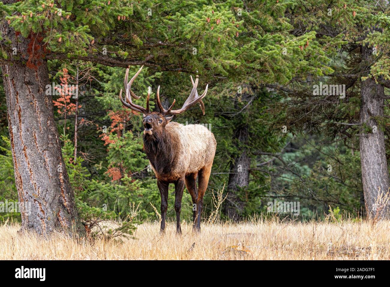 Elk deer family animal hi-res stock photography and images - Alamy