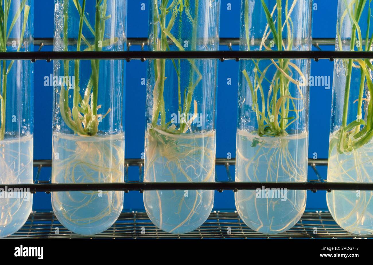 Micropropagation. Cereal plants being grown in test tubes from tissue ...