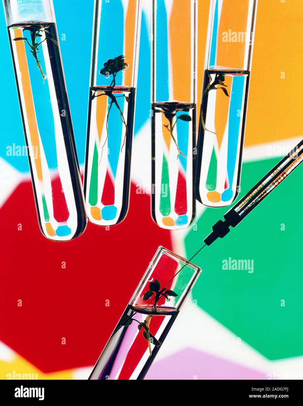 Micropropagation. Hypodermic syringe taking a sample from one of ...