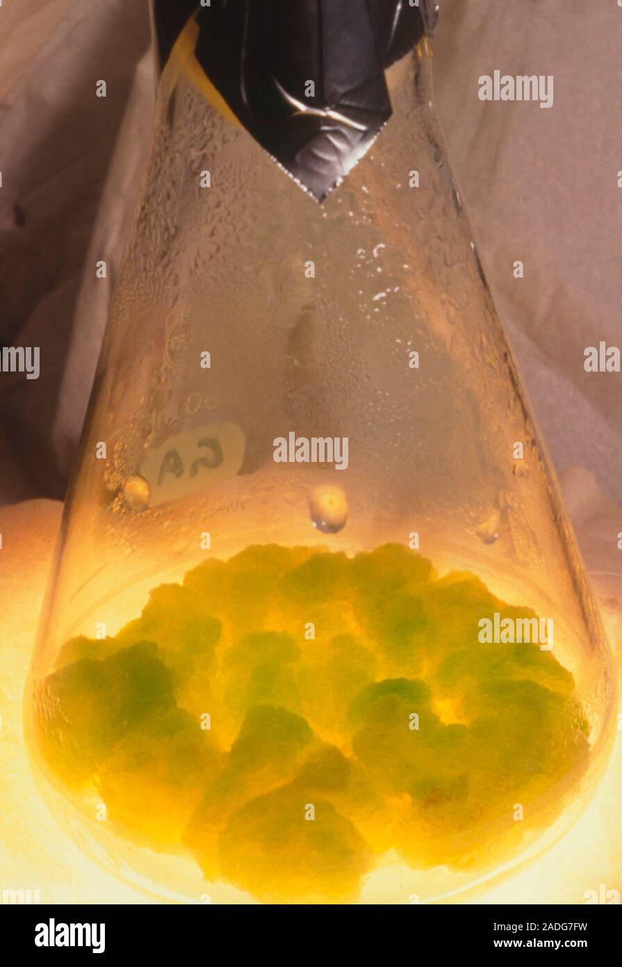 Transgenic melon cell culture. Flask containing culture cells of ...