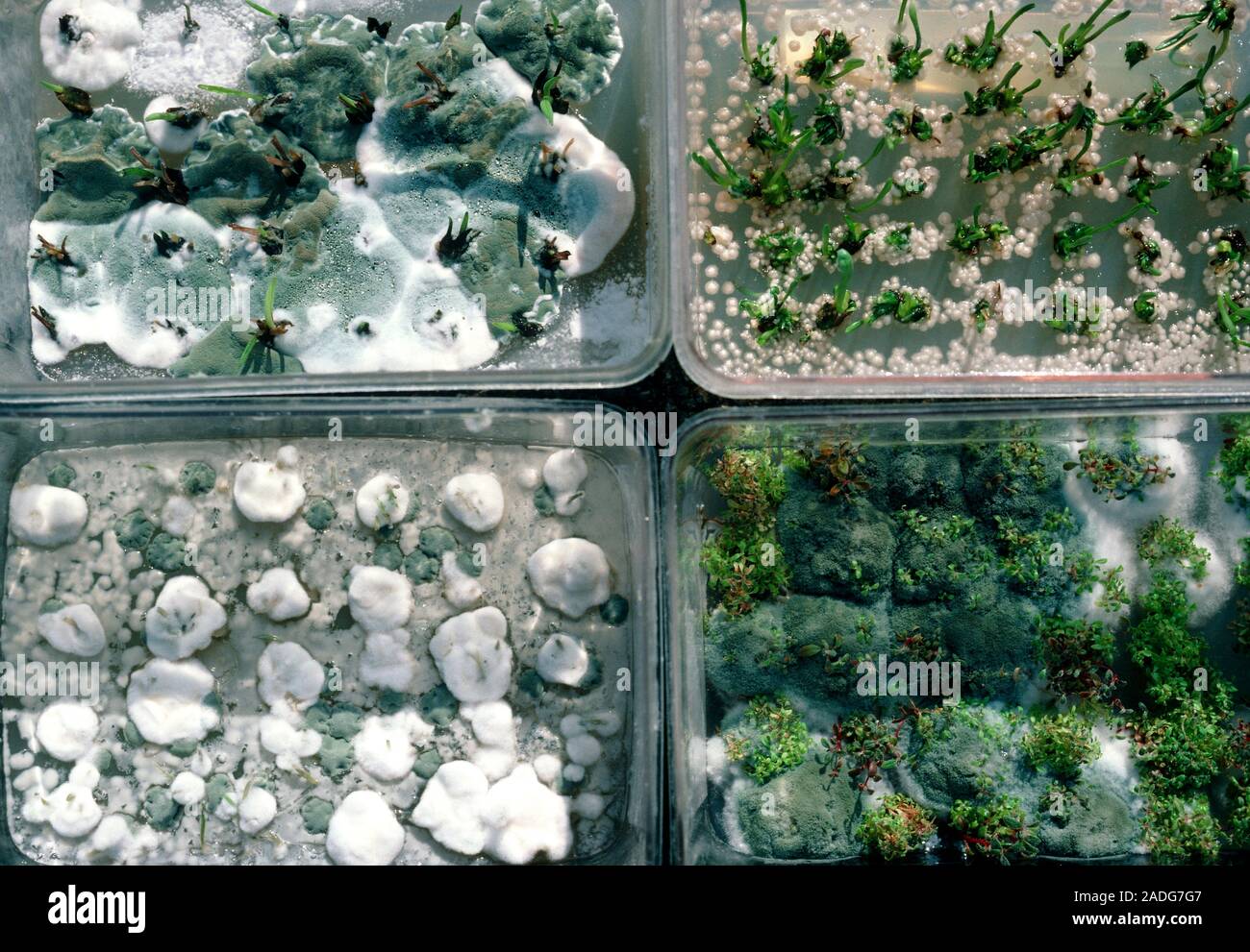 Contaminated plant culture. Culture of plant tissue in a biotechnology ...