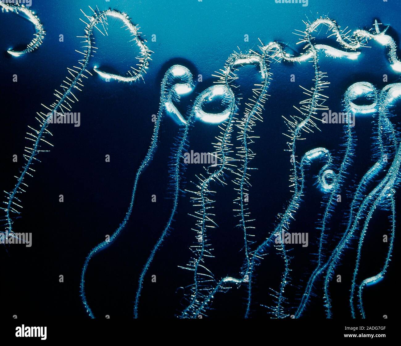 Root genetics research. Roots of the Thale cress plant, Arabidopsis ...