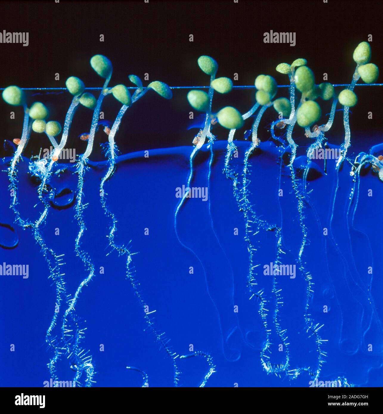 Plant genetics research. Thale cress plants, Arabidopsis thaliana ...