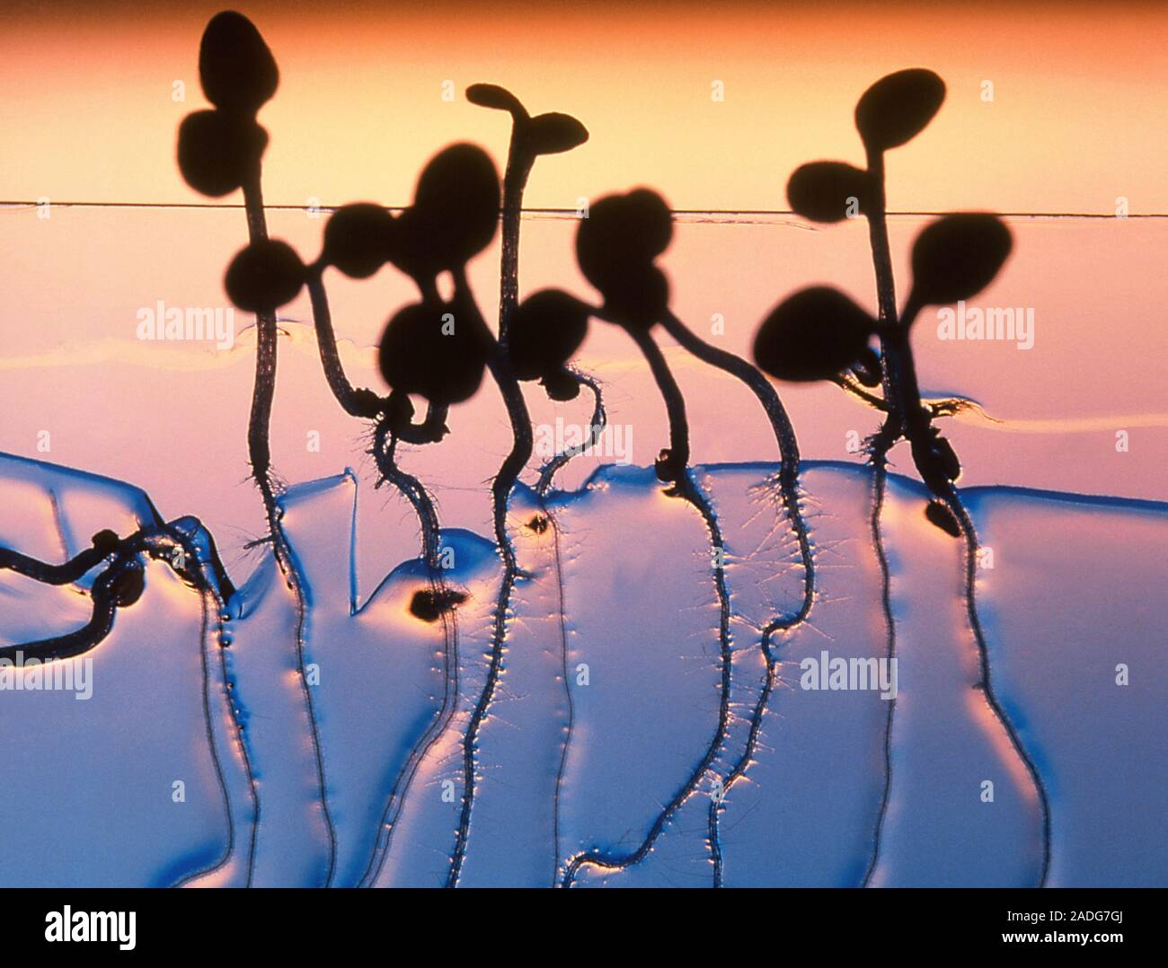 Plant genetics research. Silhouette of Thale cress plants, Arabidopsis ...