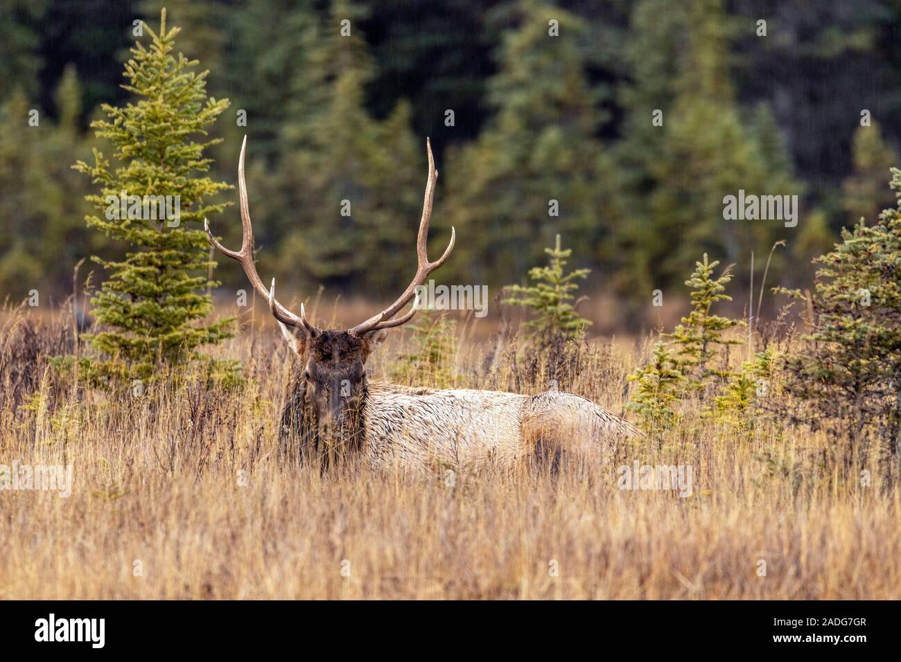 Deer in jasper hi-res stock photography and images - Alamy