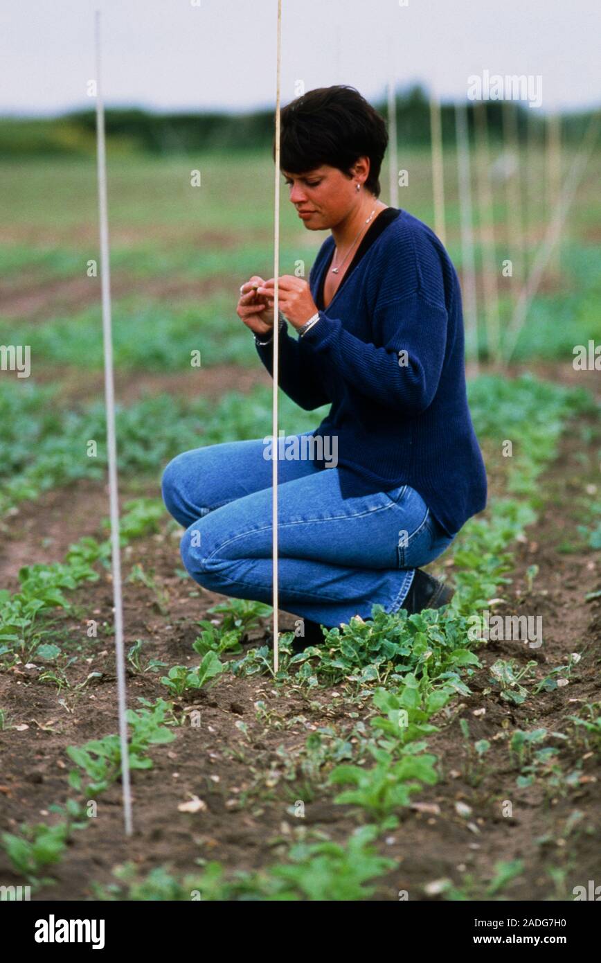 Genetically modified crops. Researcher comparing the growth of ...