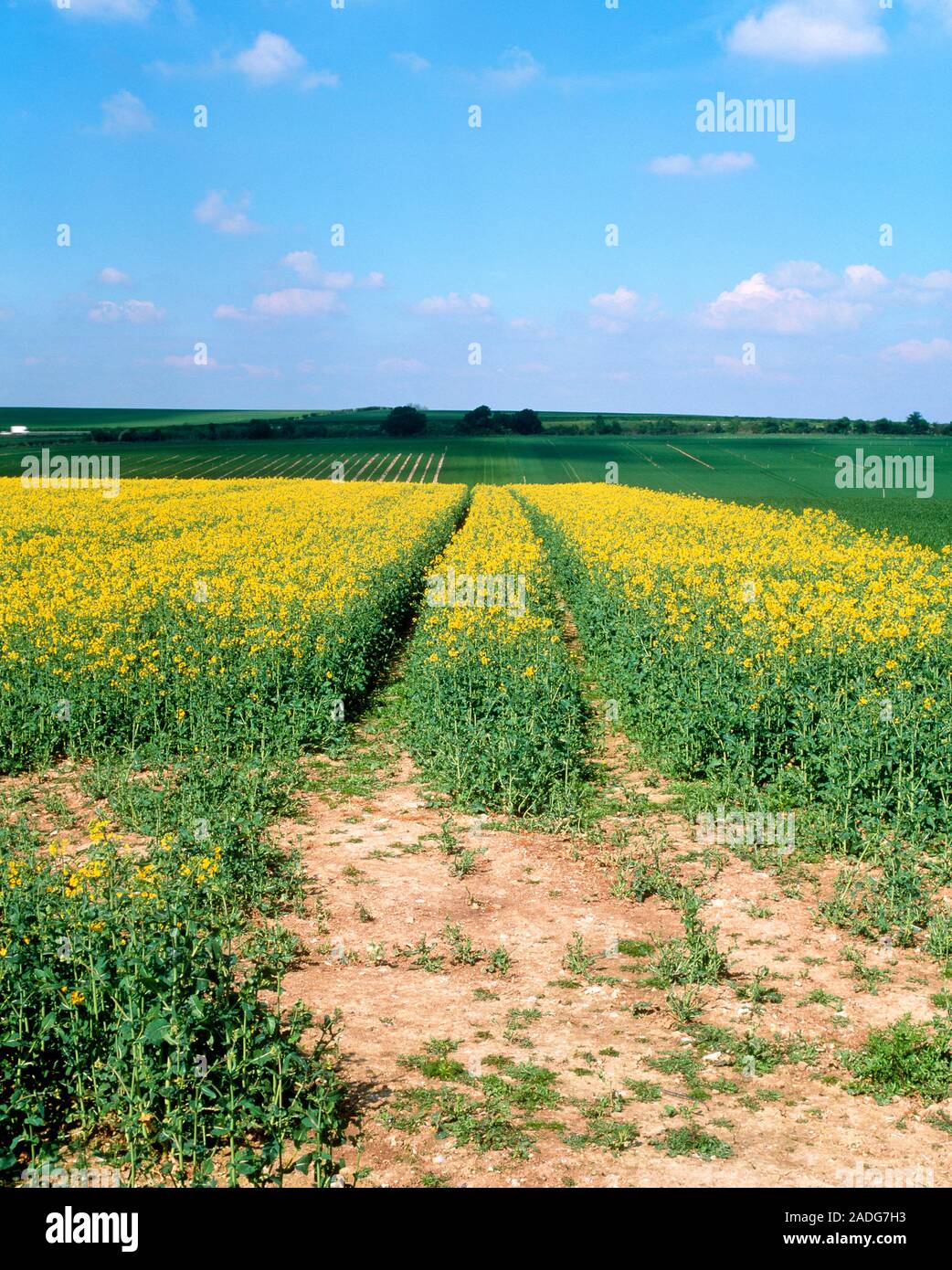 Genetically modified crop. View of a field of genetically modified rape ...