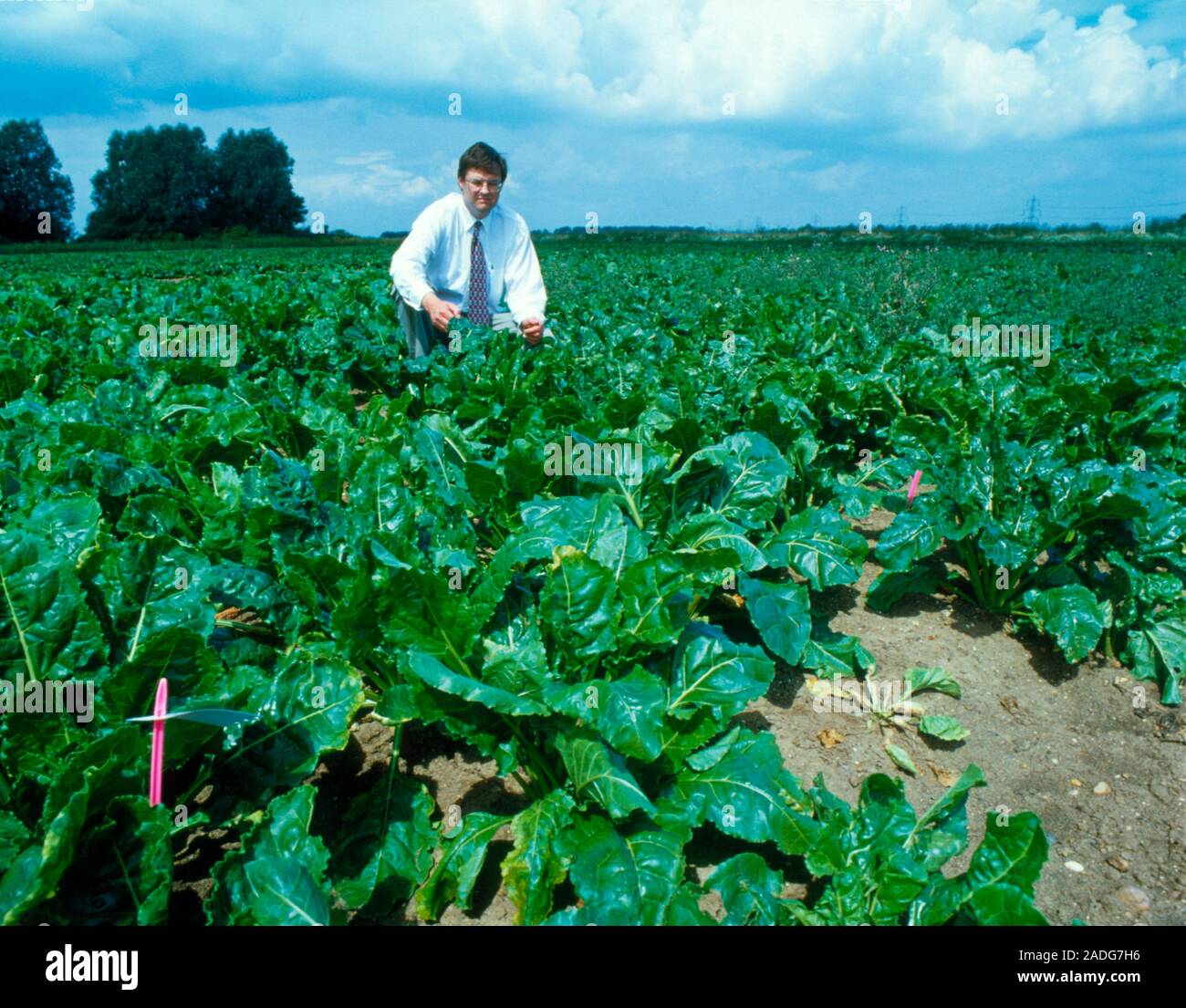 Genetically modified sugar beet. Researcher examines the growth of ...