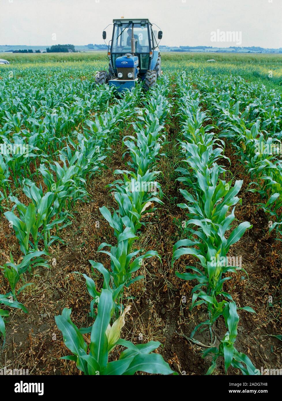 Genetically modified maize. Tractor in a field of genetically modified ...