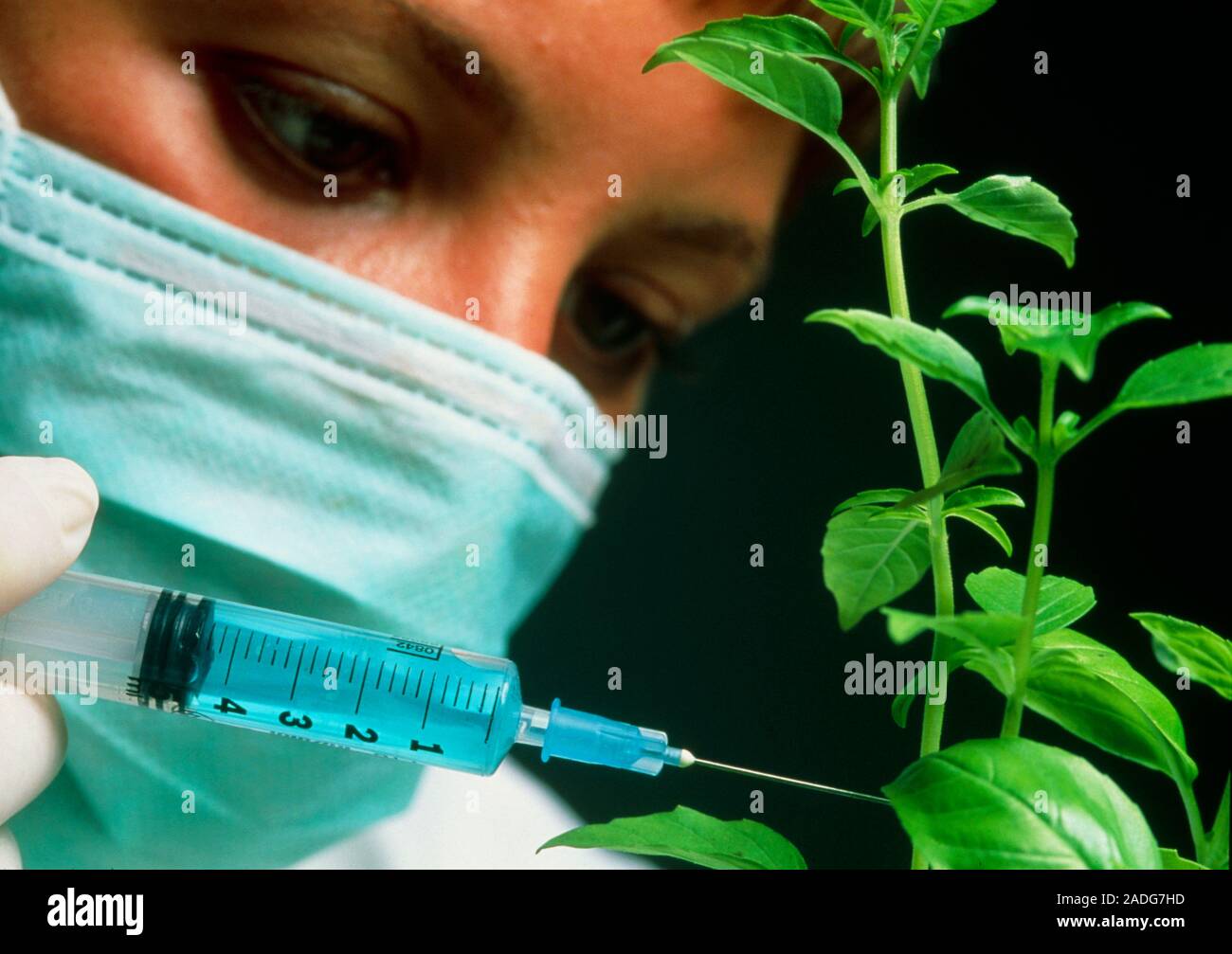 Plant biotechnology. Conceptual image of a scientist injecting a plant ...