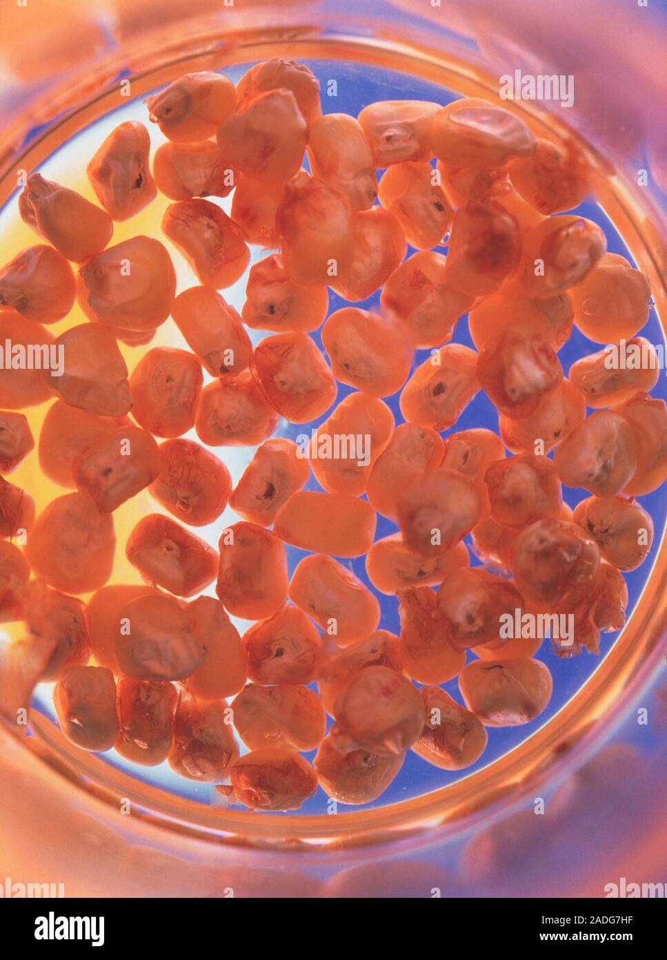 Genetically-modified maize. Petri dish containing sprouting genetically ...