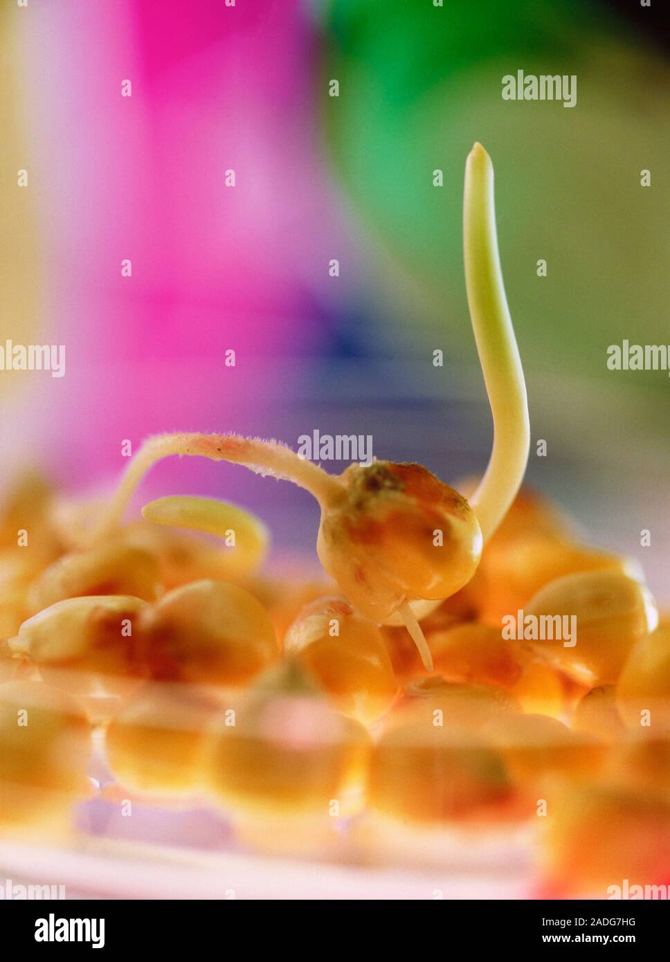 Genetically-modified maize. Petri dish containing sprouting genetically ...