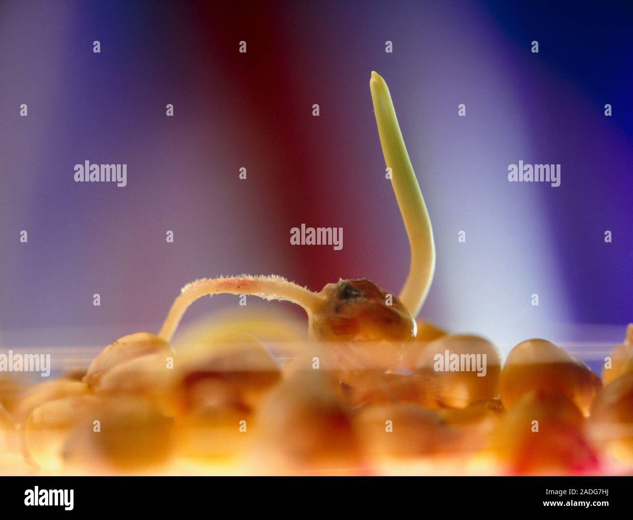 Genetically-modified maize. Petri dish containing sprouting genetically ...