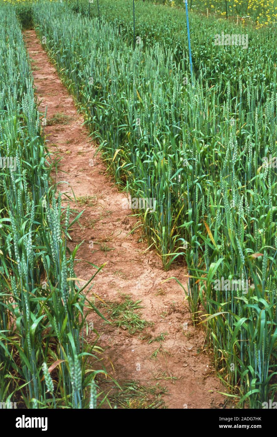 Genetically modified wheat. Crop of genetically modified (GM) wheat ...