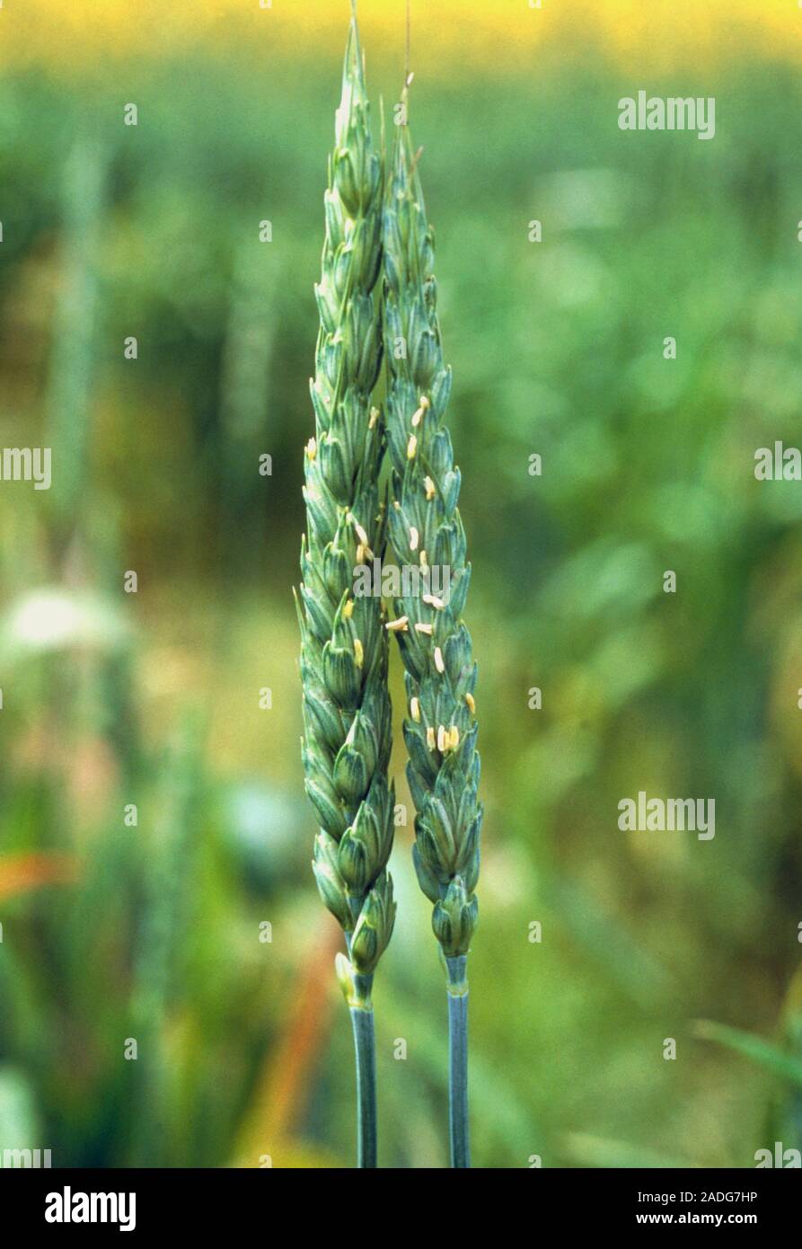Genetically modified wheat. Close-up of two ears of genetically ...