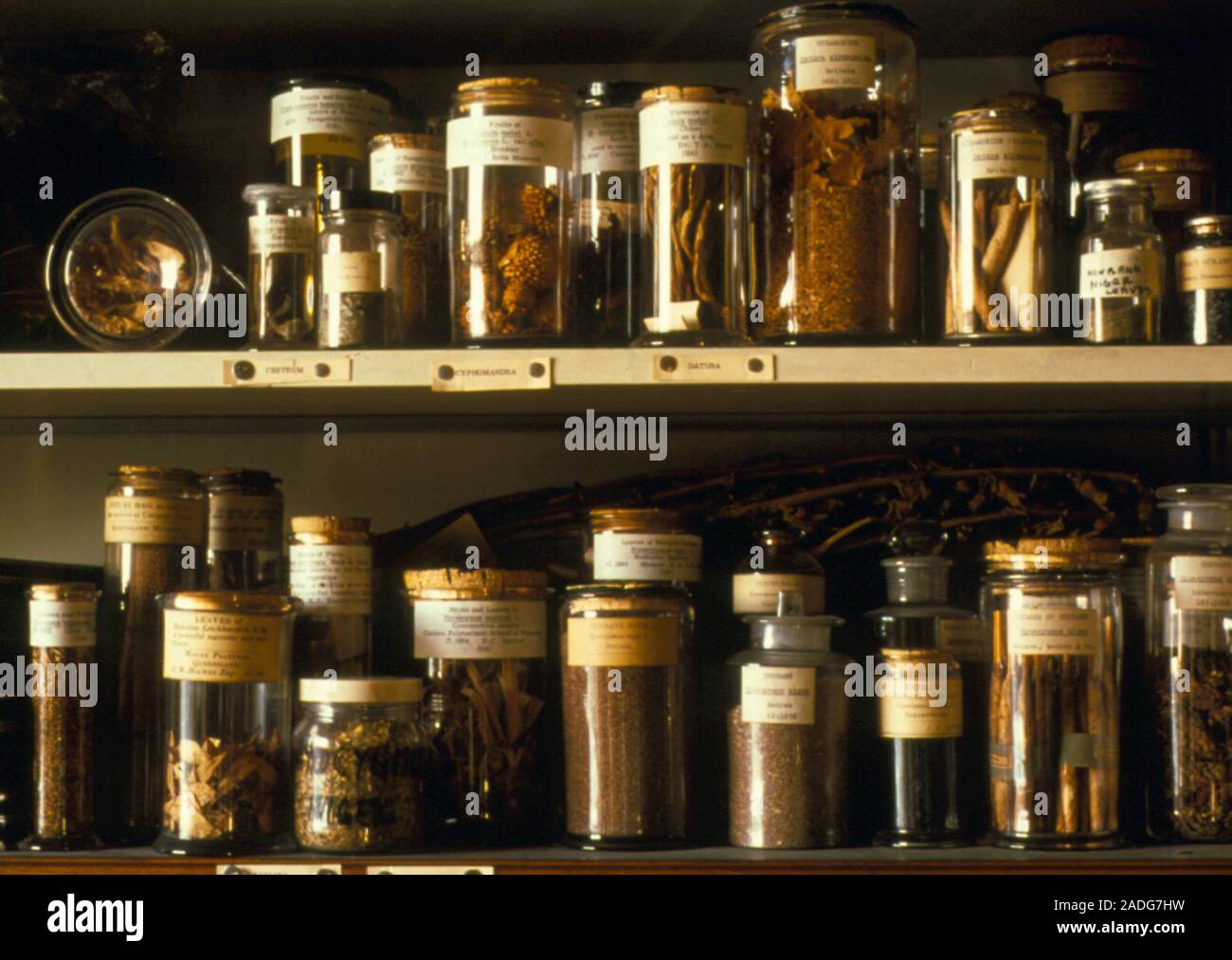 Herbarium specimens. Labelled jars of dried and preserved medicinal ...